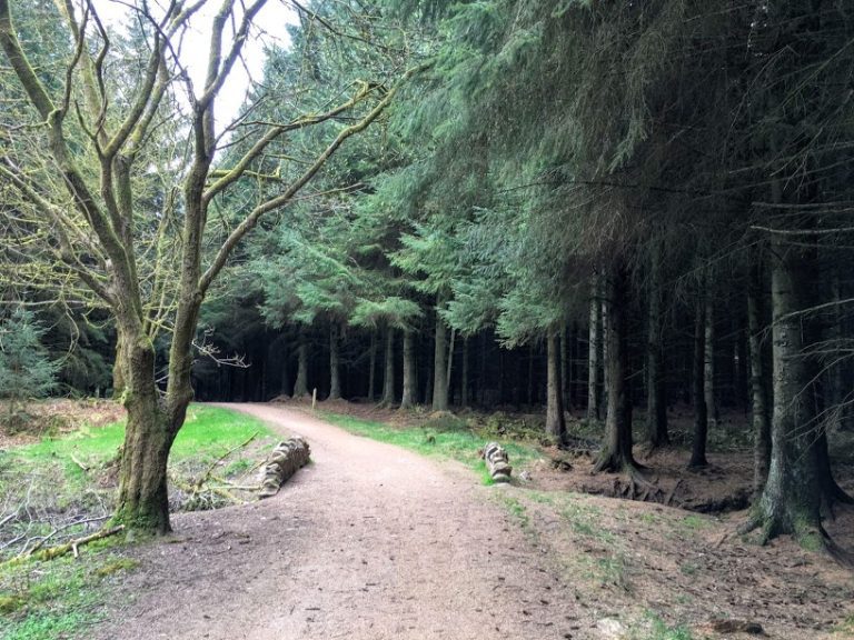 Walk 132 - Blairadam Forest S.E Corner - 4 miles - Gillian's Walks