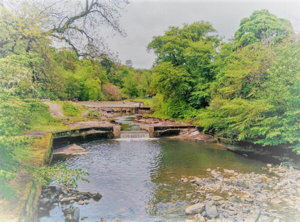 Walk 204 - Bargany Gardens, near Girvan - Gillian's Walks
