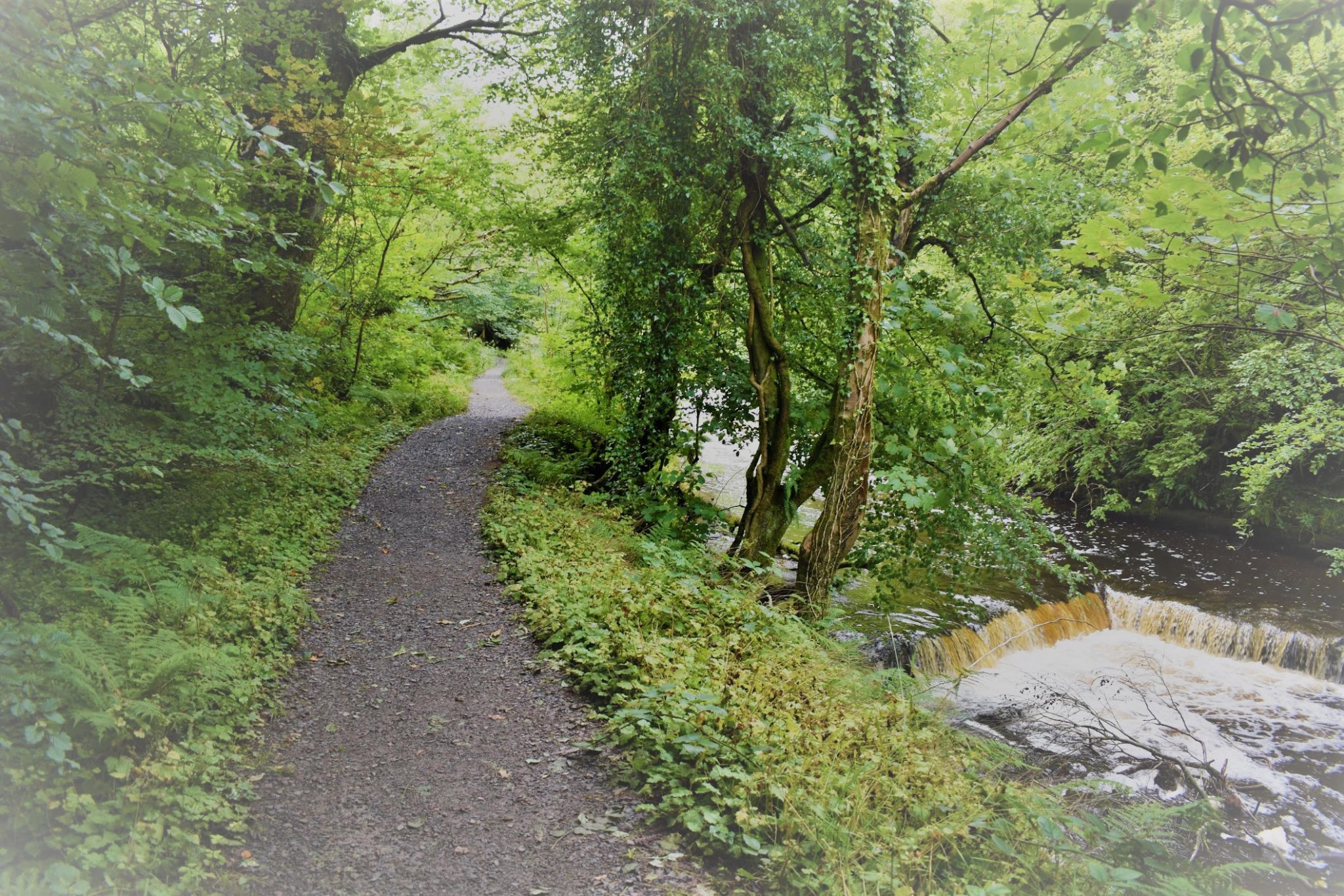 Walk 190 - Lynn Glen, Dalry - 1.3 miles - Gillian's Walks