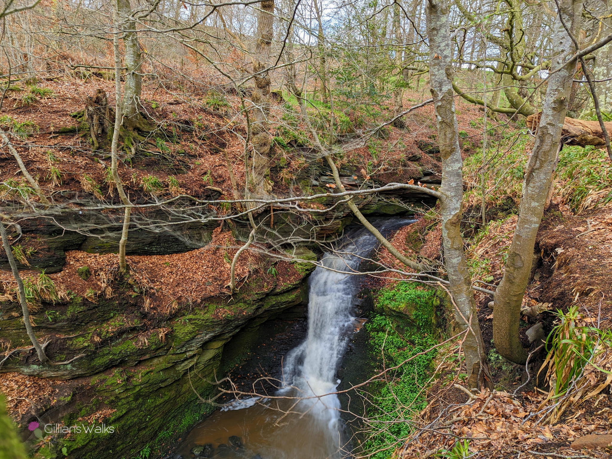 Walk 230 - Auchinleck Estate's Caves - 3.5 miles - Gillian's Walks
