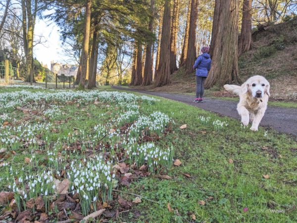 Walk 233 - Blair Estate, Dalry - 2.5 miles - Gillian's Walks