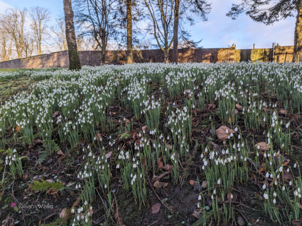 Walk 233 - Blair Estate, Dalry - 2.5 miles - Gillian's Walks