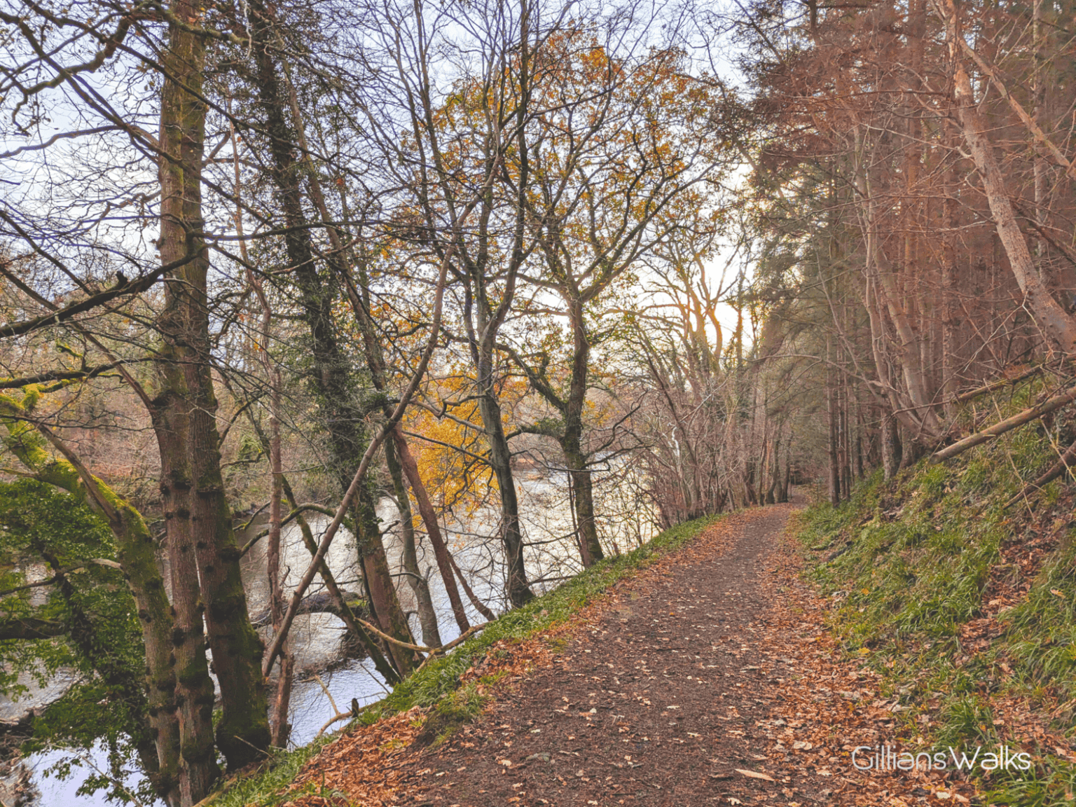 River Ayr Way - Gillian's Walks