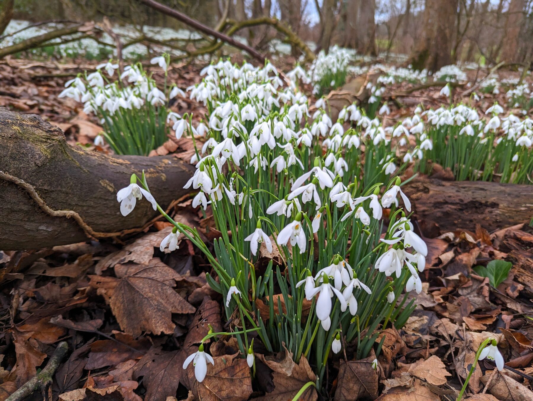 Best Places to see Snowdrops in Ayrshire - Gillian's Walks